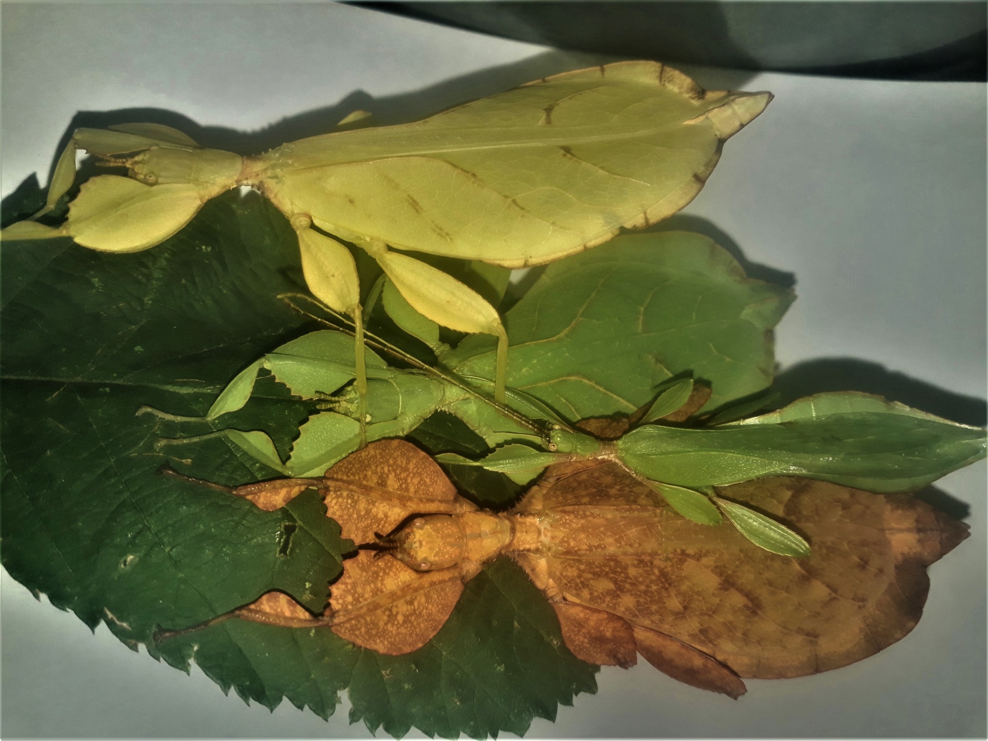 chov strašilek pro radost